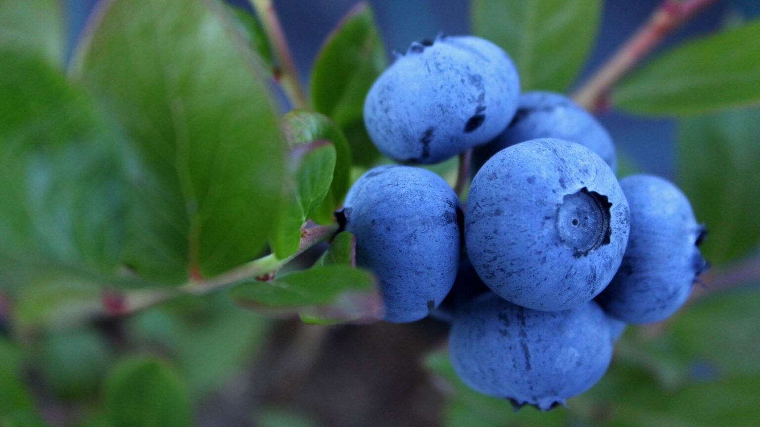 Como plantar mirtilo em vasos | Blog do Jardineiro Amador