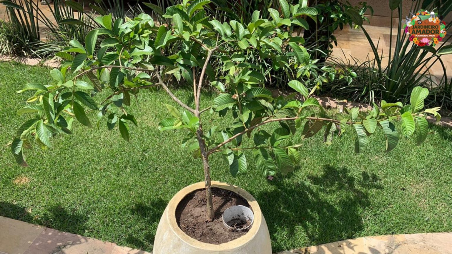 Como plantar goiabas em casa | Blog do Jardineiro Amador