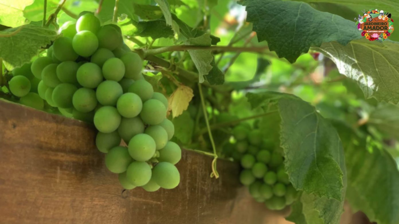 Como fazer um pomar com variedades de frutas | Blog do Jardineiro Amador