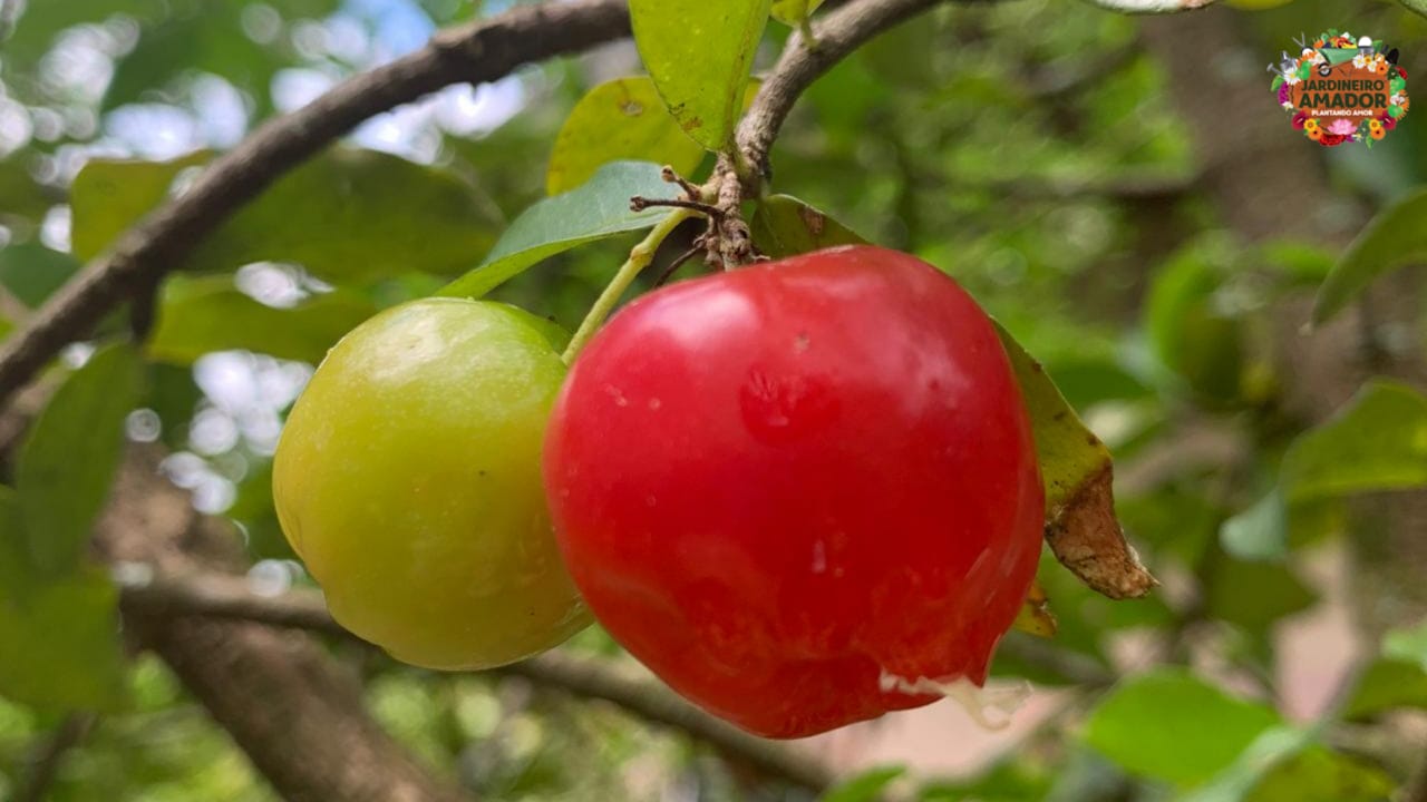 Como fazer um pomar com variedades de frutas | Blog do Jardineiro Amador