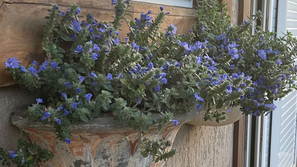 Como plantar azulzinha em vasos | Blog do Jardineiro Amador