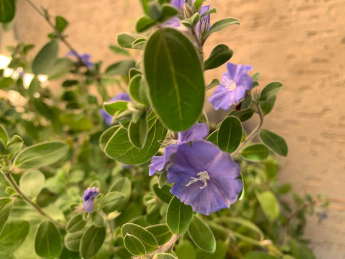 Como plantar azulzinha em vasos | Blog do Jardineiro Amador