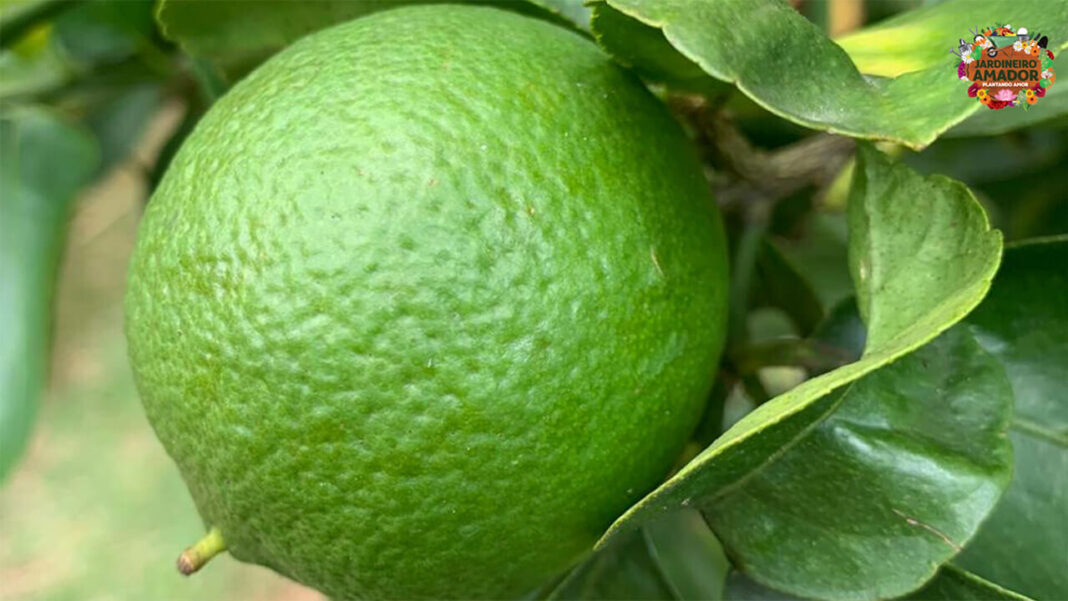 Como fazer um pomar com variedades de frutas | Blog do Jardineiro Amador