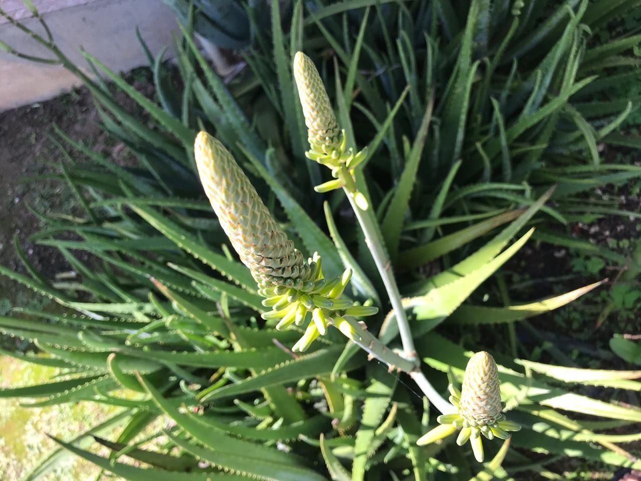 Babosa uma planta milagrosa! | Blog do Jardineiro Amador