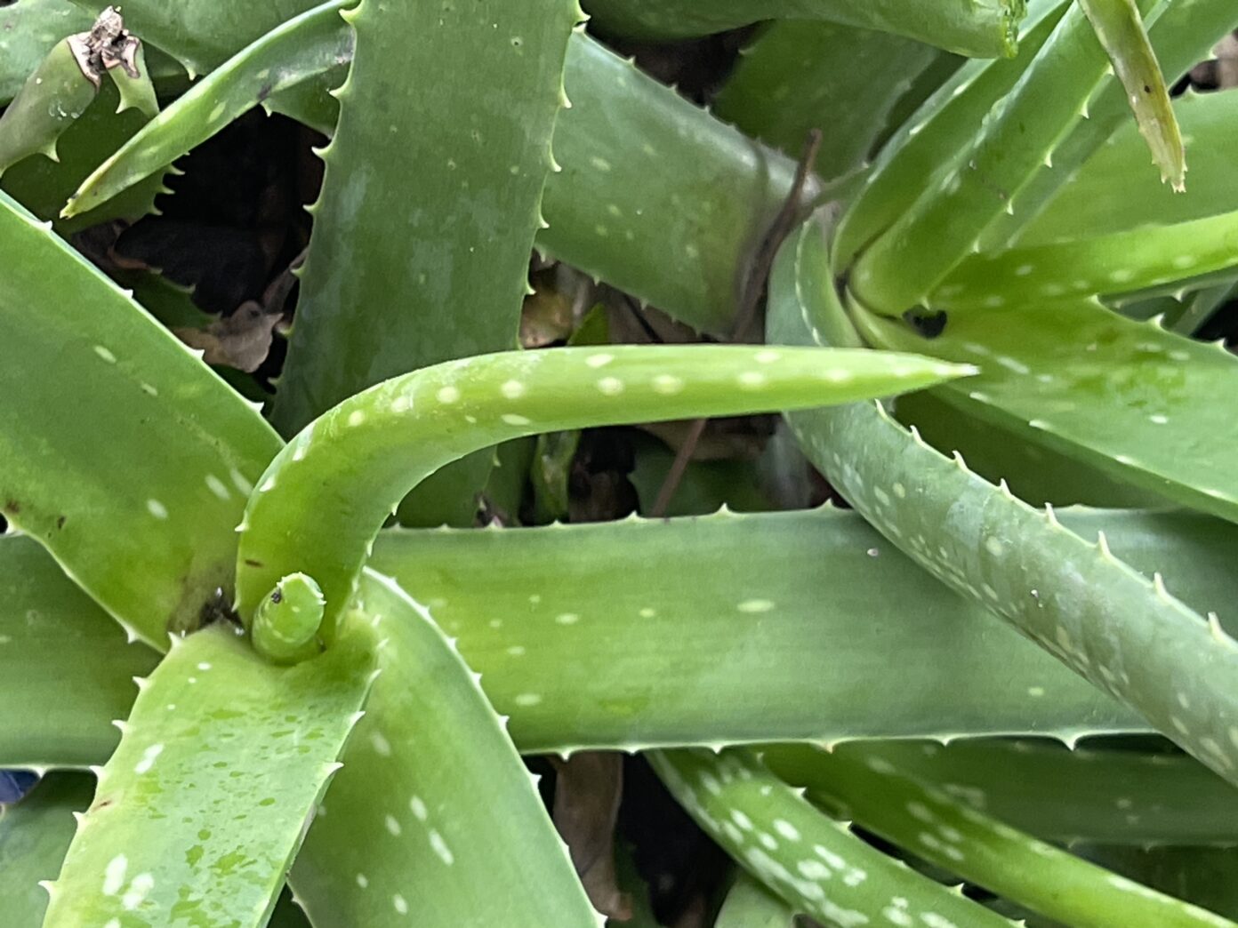 Babosa uma planta milagrosa! | Blog do Jardineiro Amador