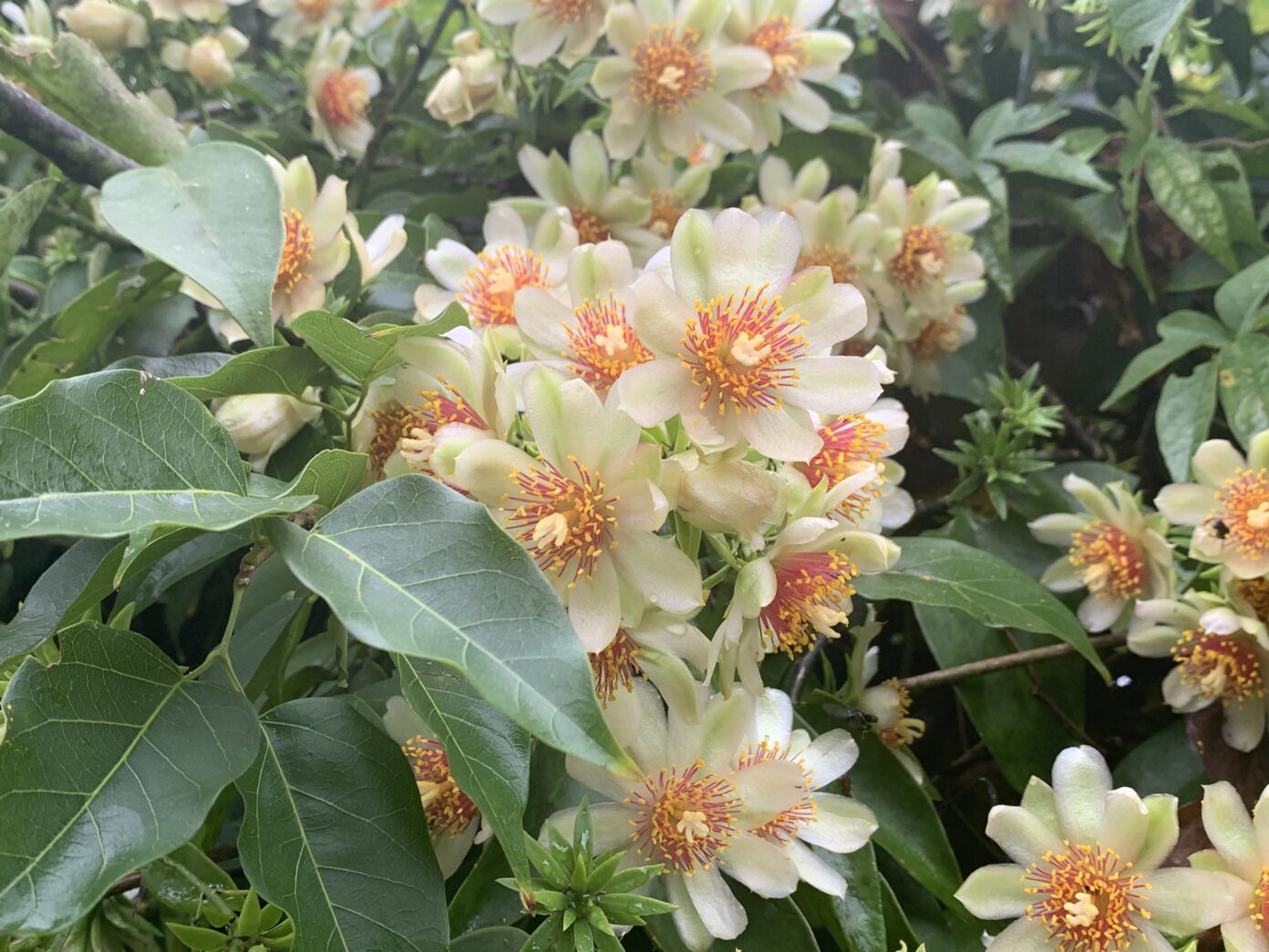 Como plantar ora pro nóbis | Blog do Jardineiro Amador