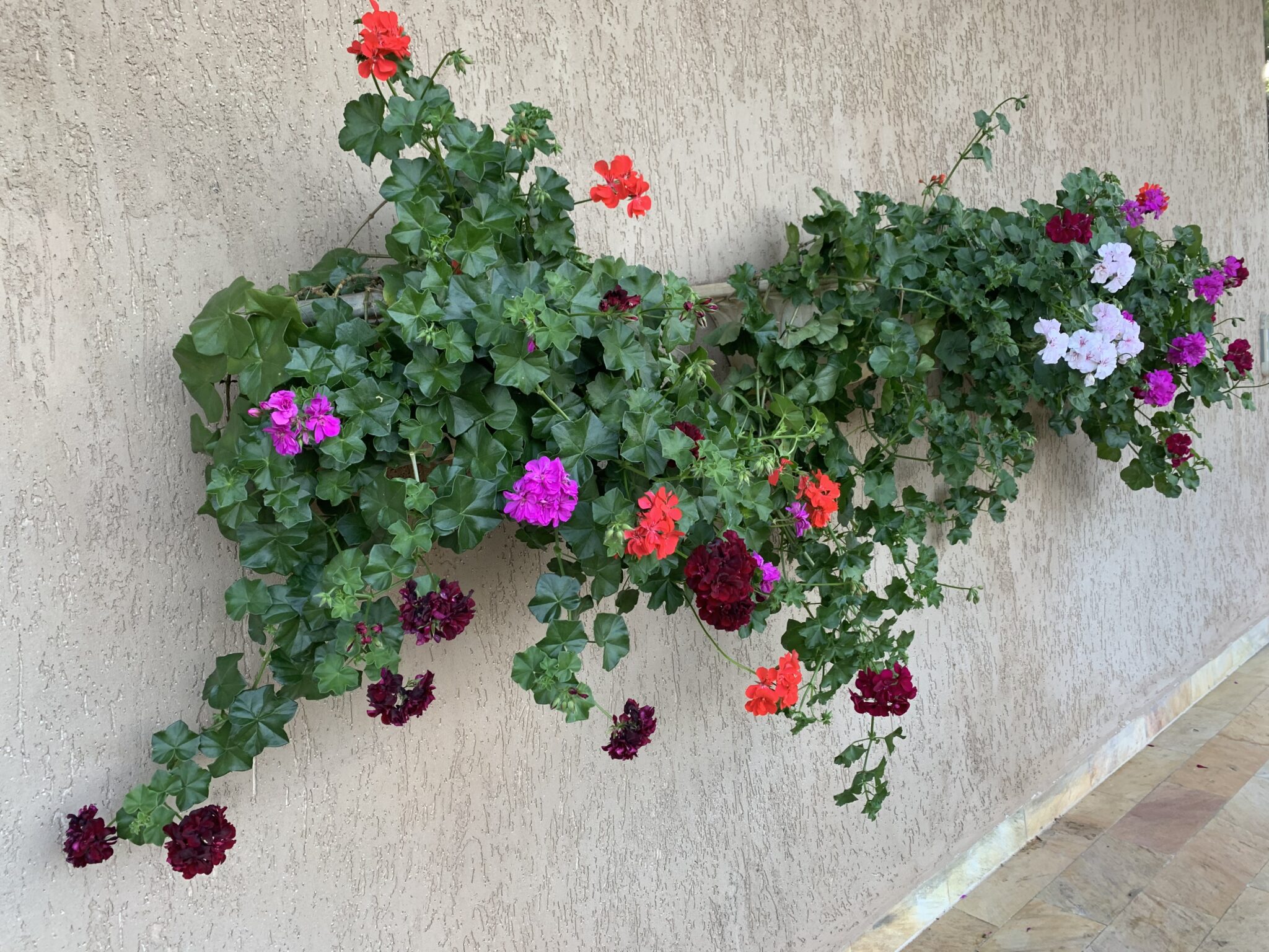 Como plantar gerânios pendentes | Blog do Jardineiro Amador