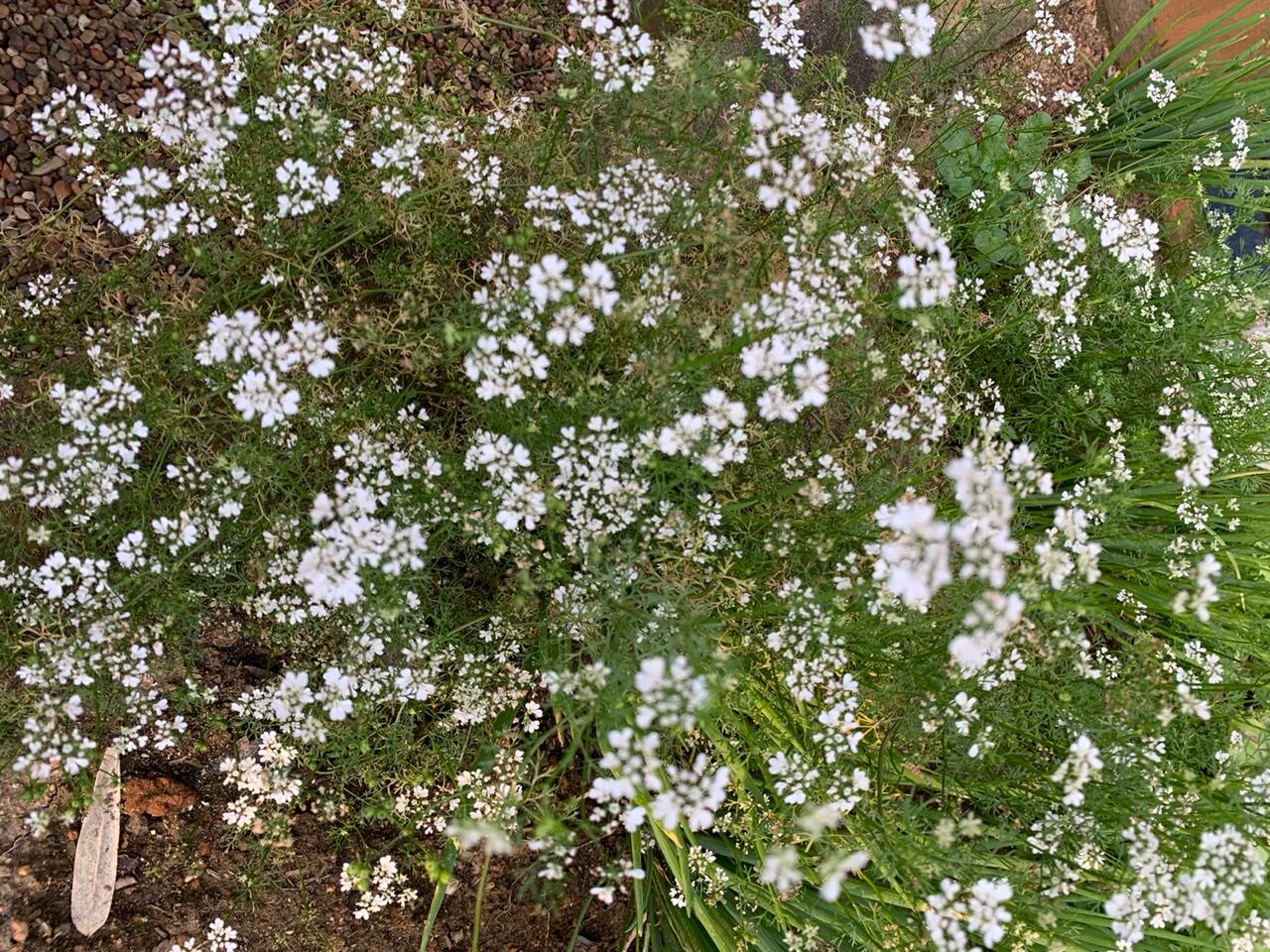 Como plantar coentro na horta orgânica | Blog do Jardineiro Amador