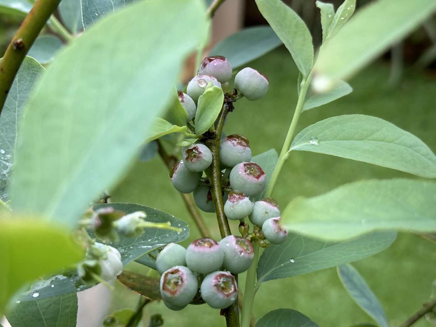 Como plantar mirtilo em vasos | Blog do Jardineiro Amador