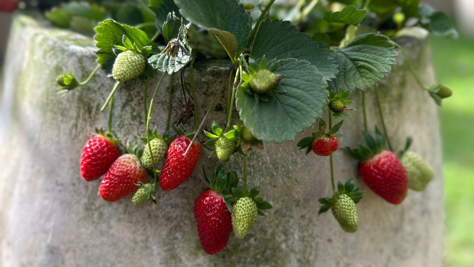 Como plantar morangos | dicas do jardineiro amador