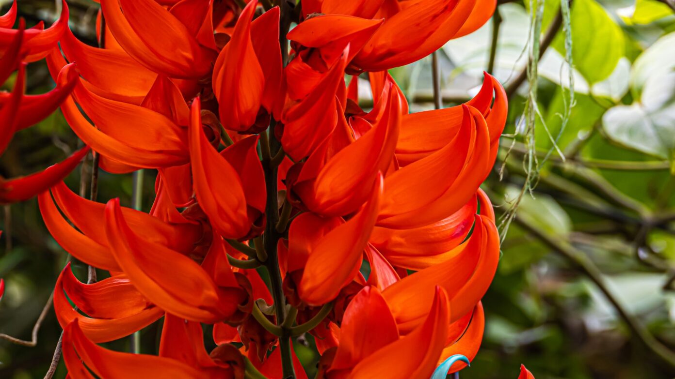 Jade Trepadeira - Como Cultivar | Blog do Jardineiro Amador