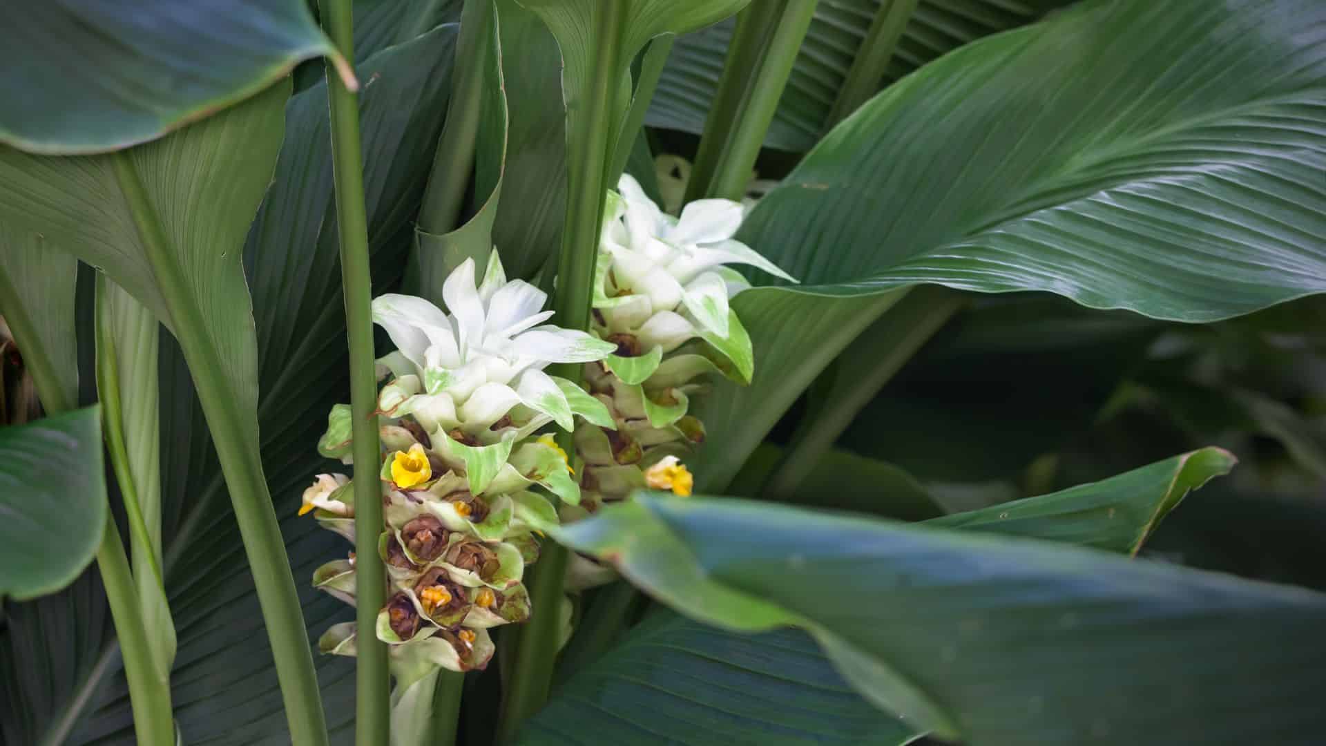 Como plantar açafrão da terra | Blog do Jardineiro Amador